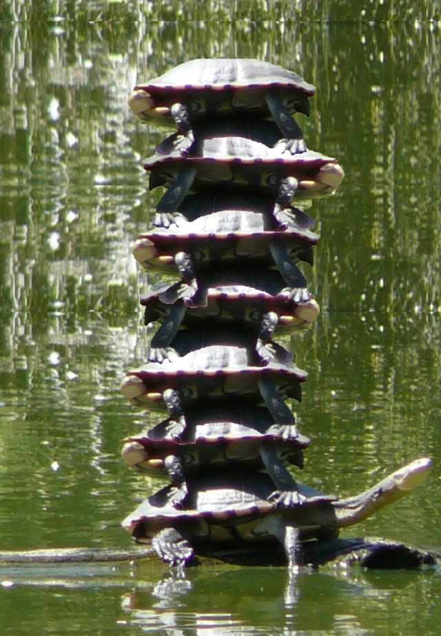 Stacking Turtles | a foolhardy florilegium